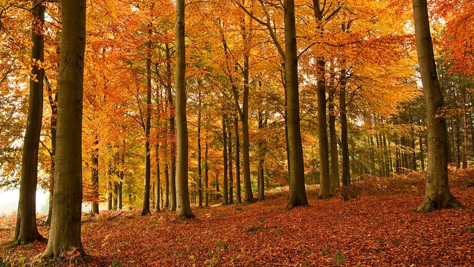 BBC One - The Great British Year, Original Series, Autumn , In pictures ...