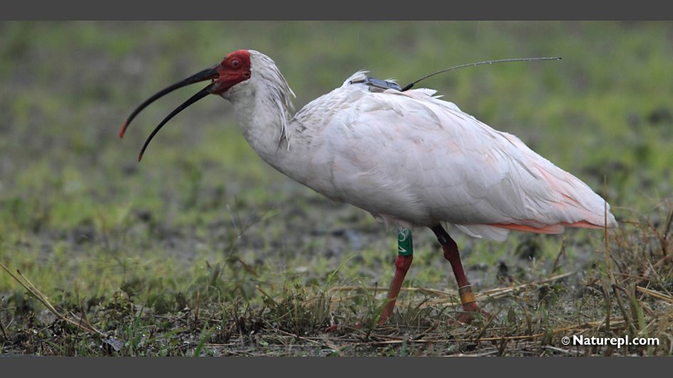 BBC Radio 4 - Tweet of the Day, Toco Toucan , Tweet of the Day: World ...