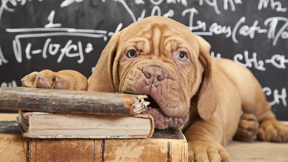 BBC Learning English - Intermediate course