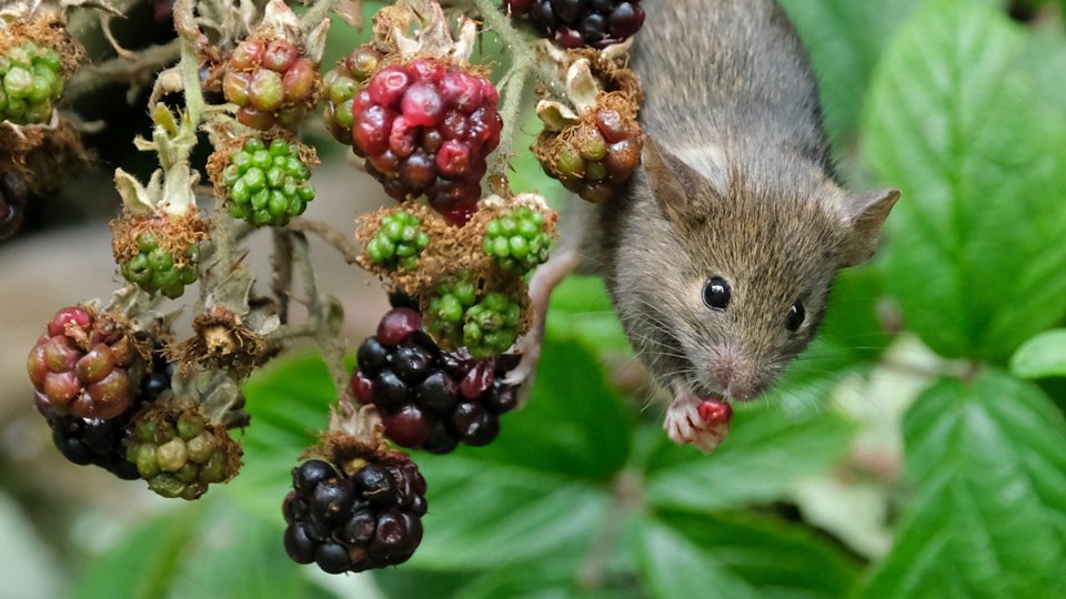 Autumnwatch 2022 - Autumnwatch 2022 - BBC