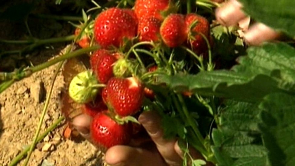 BBC Two - Science Clips, Helping Plants Grow Well, How does fruit grow?