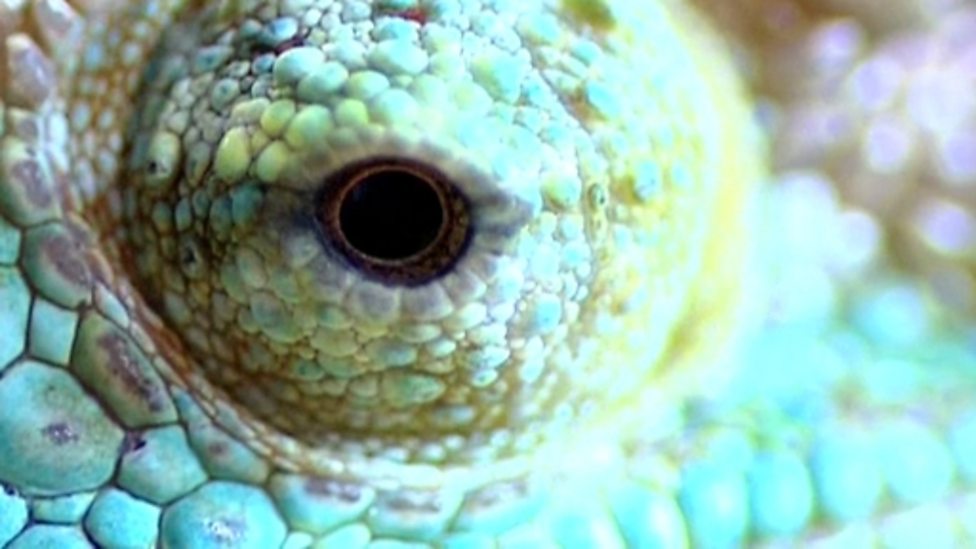 BBC Two - Science Clips, How We See Things, Animal eyes (clip compilation)