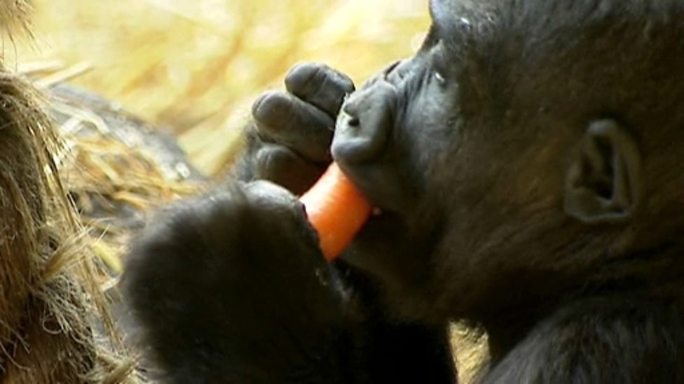 BBC Two - Science Clips Investigates, Teeth and Eating, Why animals ...