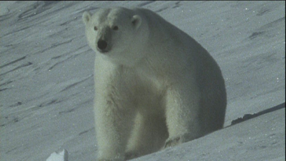 CBeebies - Our Planet, Squirrels and Animals in the Snow, Adaptations ...