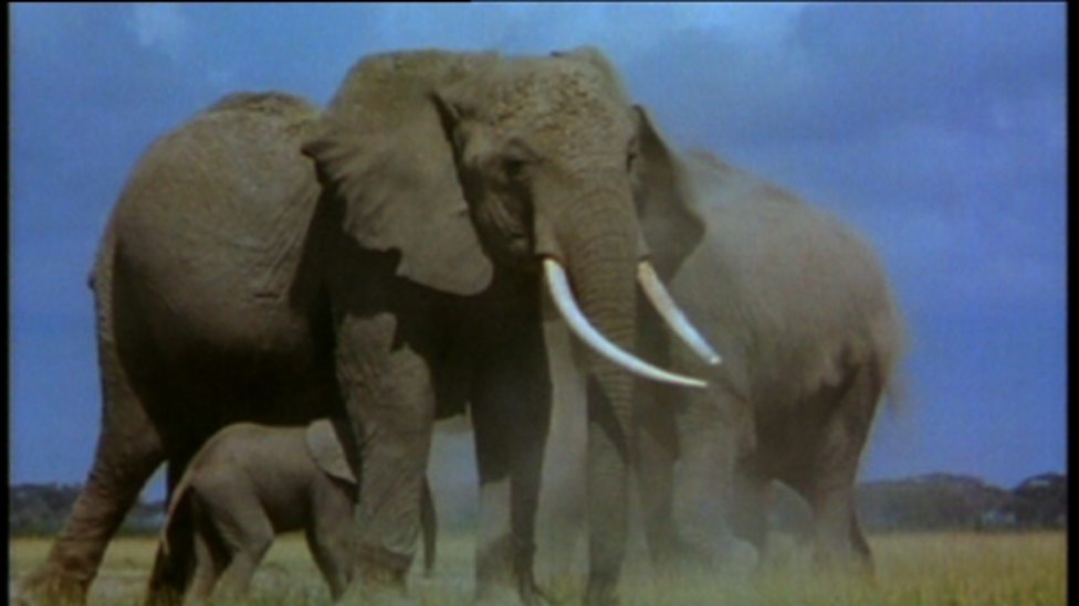 CBeebies - Our Planet, Elephants and Bird Plumage, The features of ...