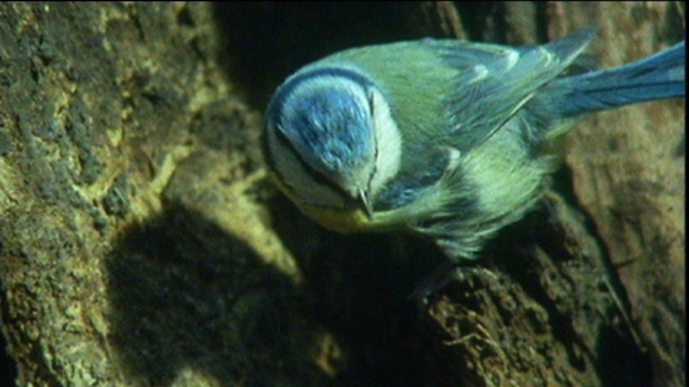 CBeebies - Our Planet, Colour Blue Teeth, Blue birds and animals