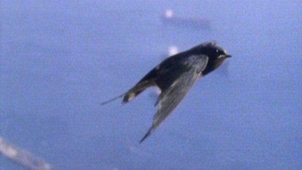 BBC Two - Wild About Nature, Episode 2, The Swallows' Journey