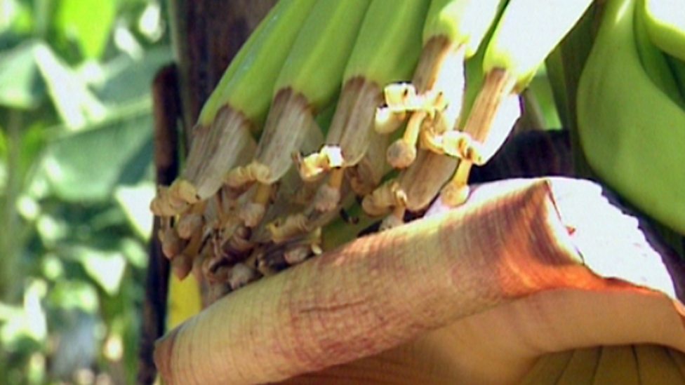 BBC Two - KS1 Science Clips, Growing Plants, Life Cycle of a Banana