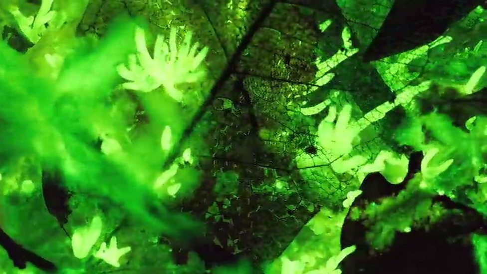 BBC One - Africa, Congo, Chimpanzee fire