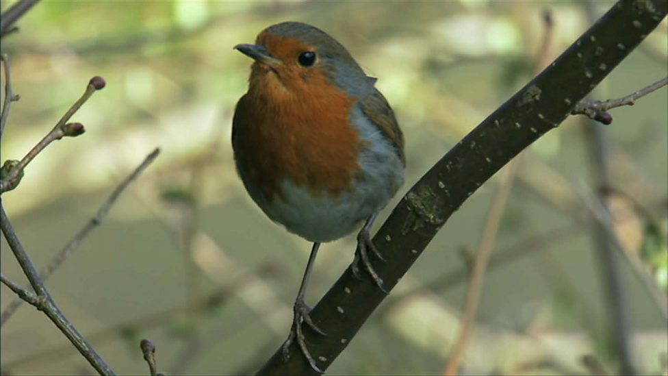 BBC One - Iolo's Great Welsh Parks, Series 1, Stackpole Estate, Iolo ...