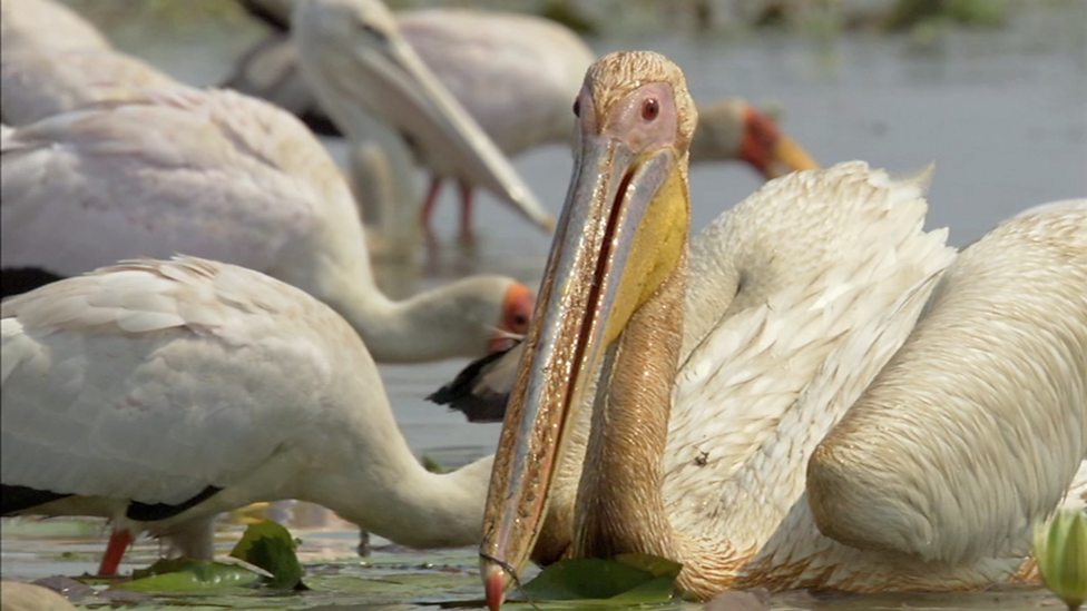 BBC One - Africa, Cape, Fish for everyone