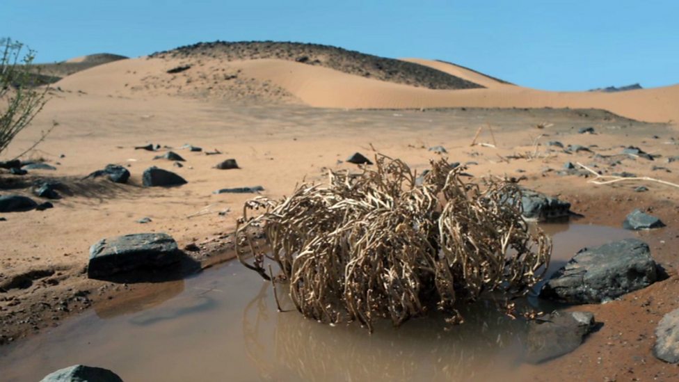 BBC One - Africa, Sahara, Back to life