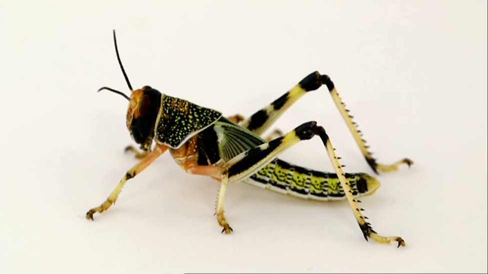 BBC Four - Metamorphosis: The Science of Change, The Jekyll and Hyde of ...