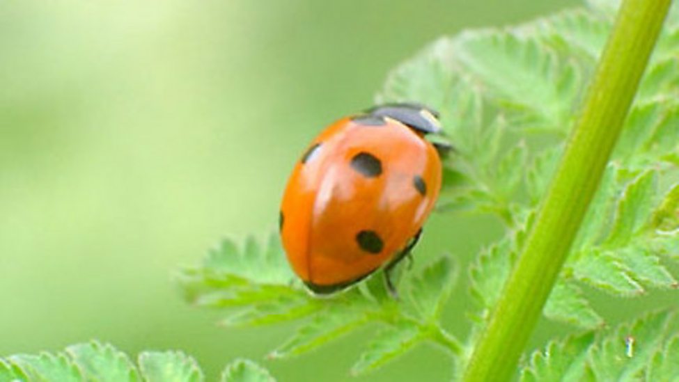 CBeebies - Green Balloon Club, Ladybird Spot