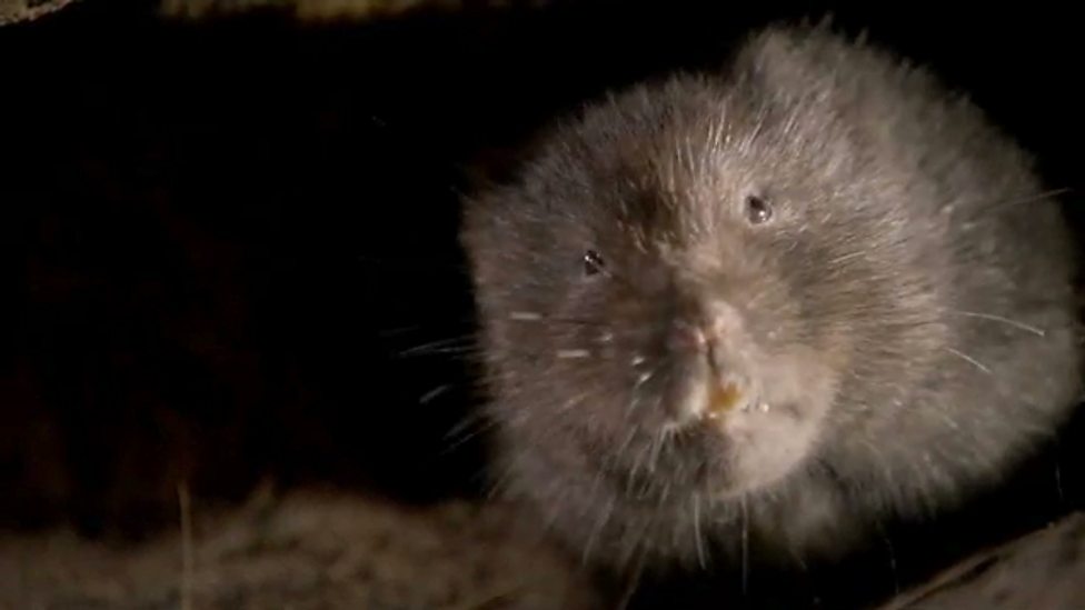 BBC Two - The Burrowers: Animals Underground, Water voles: breeding to ...
