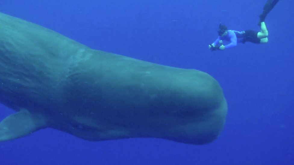 BBC One - Super Giant Animals, The playful and giant sperm whale