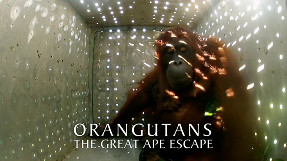 BBC Two - Natural World, 2013-2014, Orangutans: The Great Ape Escape ...