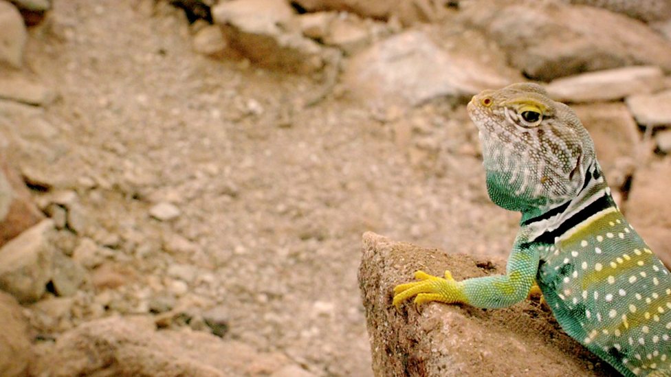 BBC One - Hidden Kingdoms, Under Open Skies, Reptile race