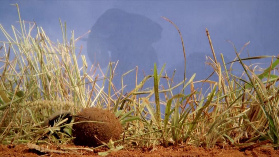 BBC One - Hidden Kingdoms, Under Open Skies, Web exclusive: Hidden ...