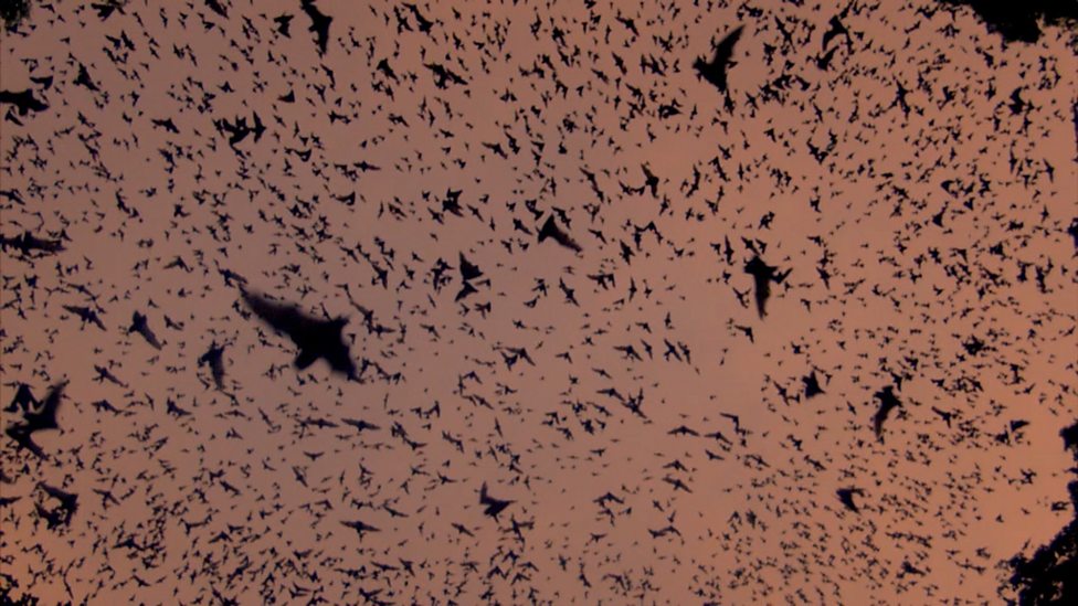 BBC Two - The Bat Man of Mexico, Bat volcano erupts