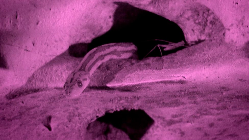 BBC Two - The Bat Man of Mexico, Snake vs bats