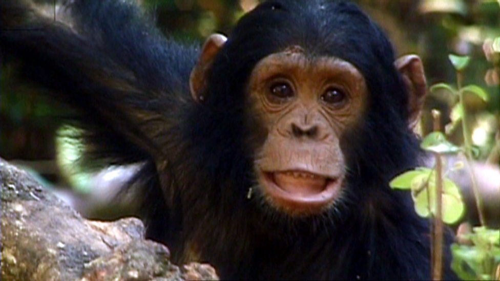 BBC ALBA - Aithne air Ainmhidhean/All About Animals, Series 1, Charlie ...