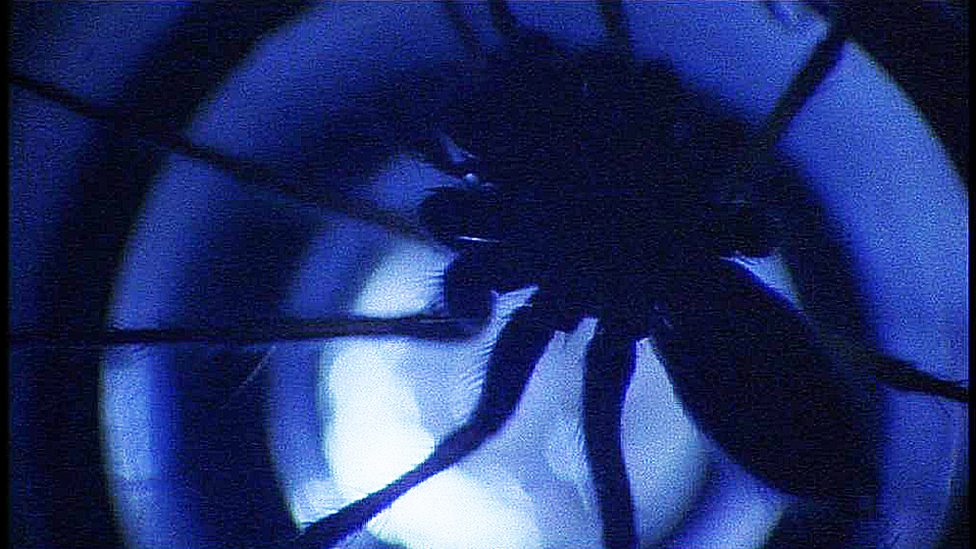 BBC Two - Bill Oddie's Top 10, Frights and Delights, Scuttling spiders