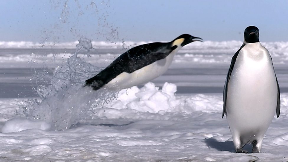 BBC Four - The Wonder of Animals - Wonder facts: Penguins