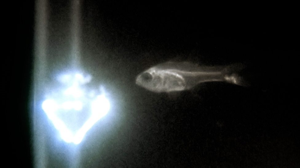 BBC Two - Super Senses: The Secret Power of Animals, Sight, Fish ...