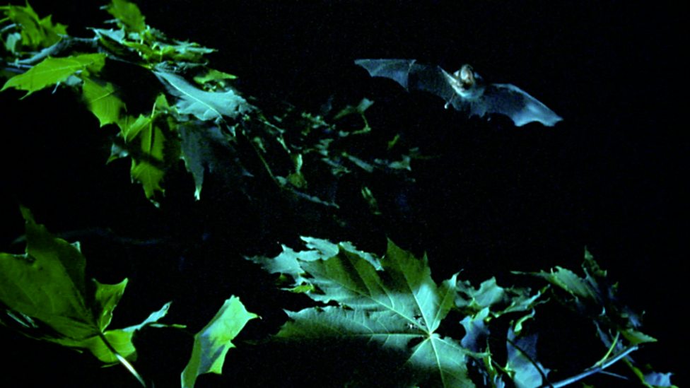 BBC Radio 4 - Natural Histories, Bat - Na na na na na na na na... Bat ...