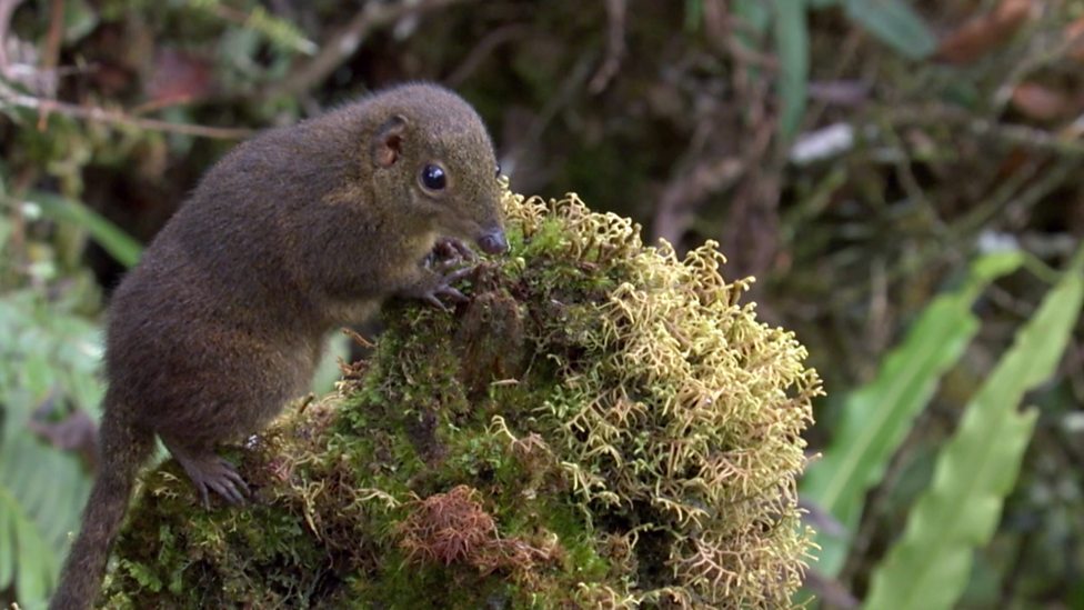 BBC Two - Wonders of the Monsoon, Strange Castaways, Mountain shrew vs ...