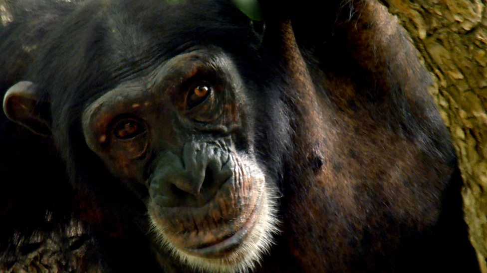 BBC One - Life Story, Series 1, Power, Spear hunting chimps