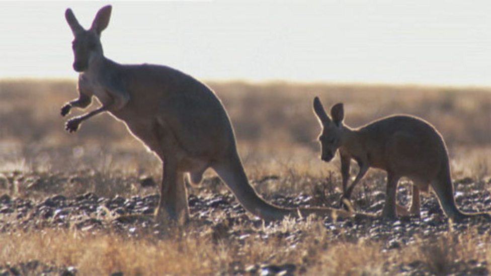 BBC One - Planet Earth, Deserts - Short Version, Kangaroo adaptation