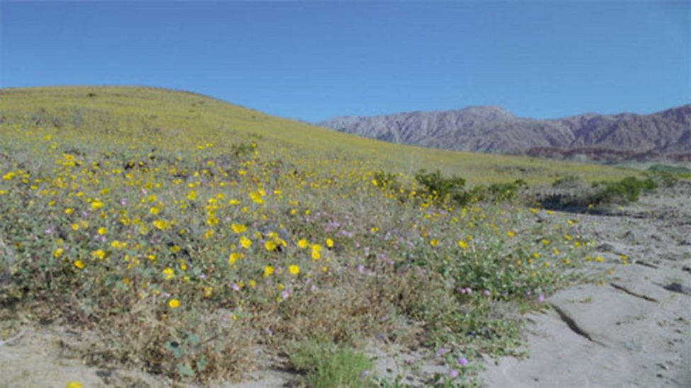 BBC One - Planet Earth, Deserts - Short Version, Death Valley bloom