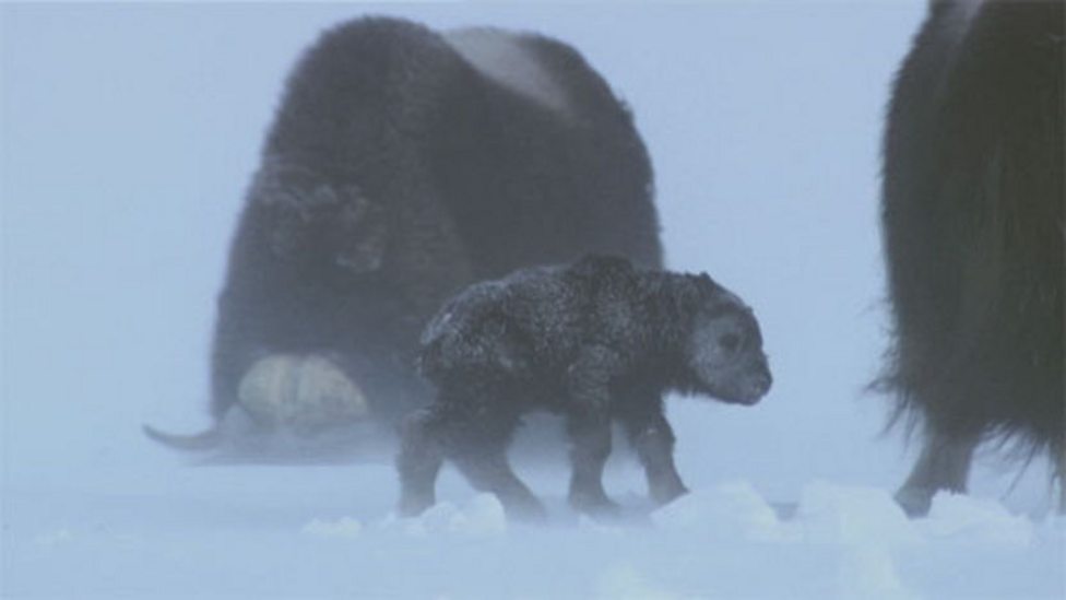 BBC One - Planet Earth, Ice Worlds, Arctic wolves