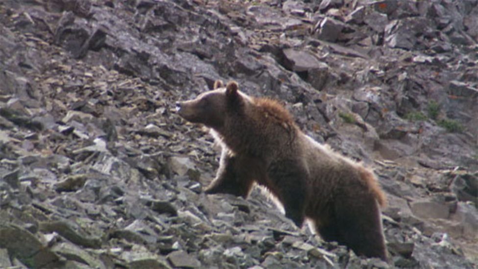 BBC One - Planet Earth, Mountains, Moth-eating grizzlies