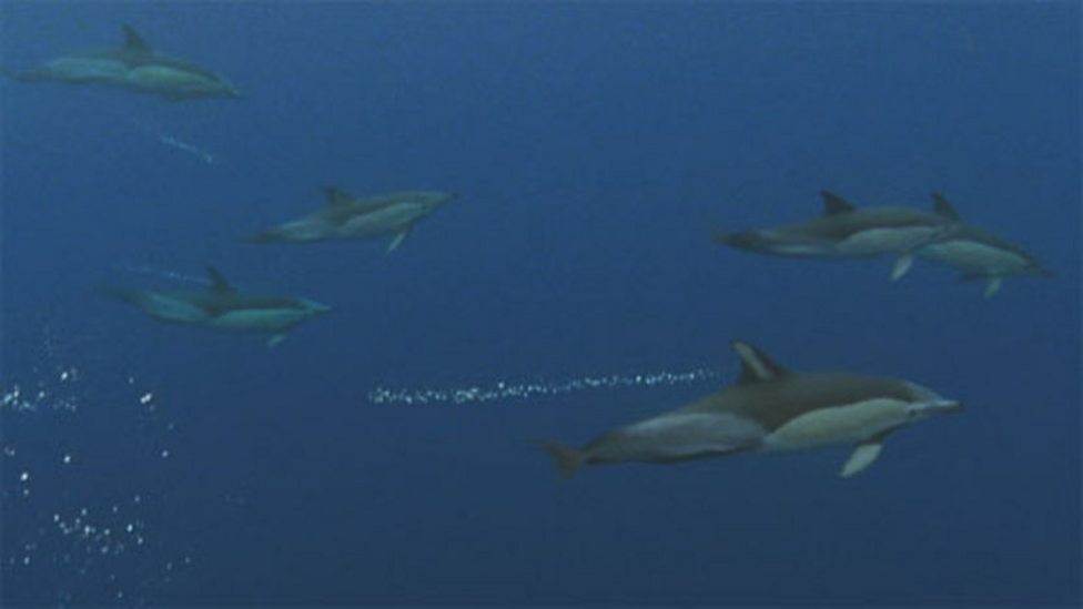 BBC One - Planet Earth, Ocean Deep, High-speed dolphins