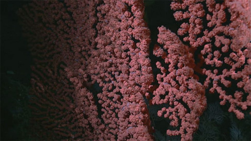 BBC One - Planet Earth, Ocean Deep, Drowned volcanoes