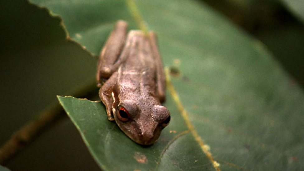 BBC One - Lost Land of the Volcano, Episode 2, Frog discovery