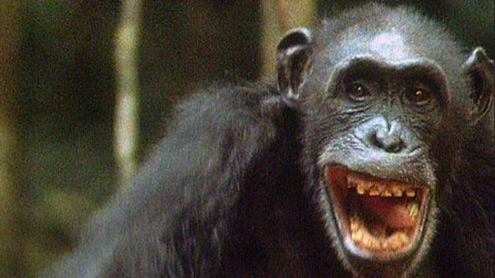 BBC Two - The Trials of Life, Hunting and Escaping, Chimps on the hunt