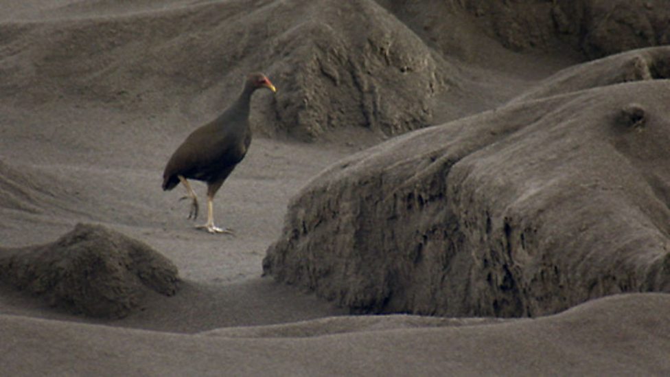 BBC One - Lost Land of the Volcano, Episode 3, Megapode birds