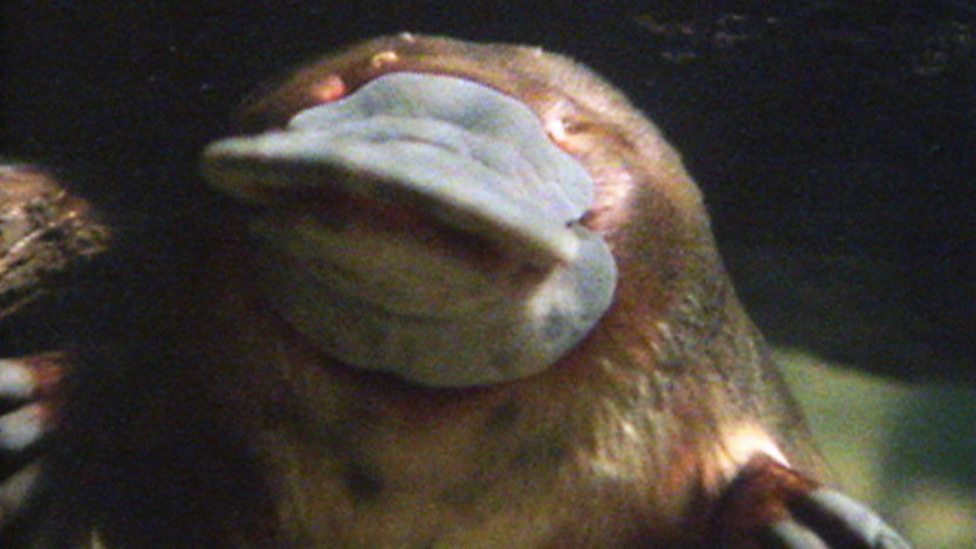 BBC Two - Life on Earth, The Rise of the Mammals, Egg-laying mammals ...