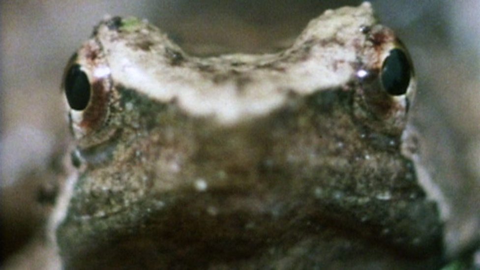 BBC Two - Life on Earth, Invasion of the Land, Mouth brooding frog