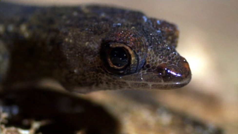 BBC One - Life, Reptiles and Amphibians, Floating lizard
