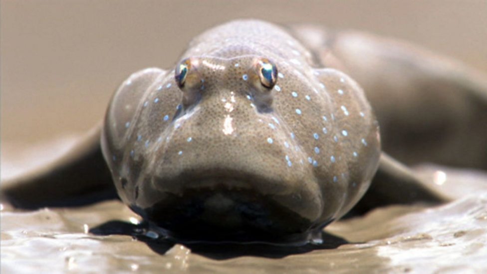 BBC One - Life, Fish, Landlubber fish