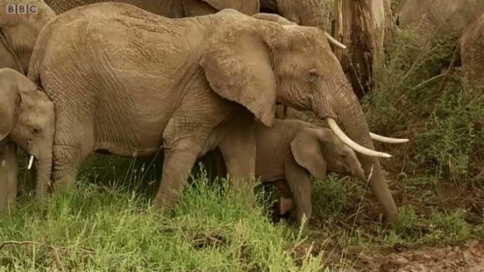 BBC One - The Secret Life of Elephants, Episode 1, Elephant funeral