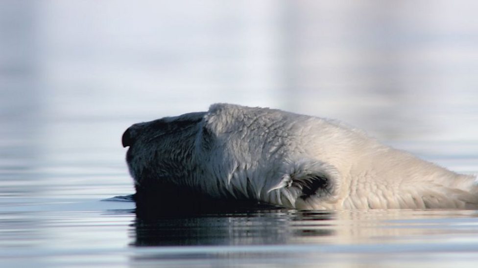 BBC One - Frozen Planet, Frozen Planet: a preview