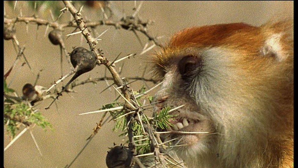 BBC One - Cousins, MONKEYS, Ground monkeys