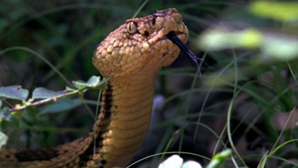 BBC One - Life in Cold Blood, Sophisticated Serpents, Snake strike
