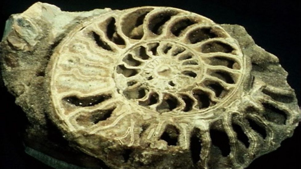 BBC Two - Life on Earth, Building Bodies, Fossil detection